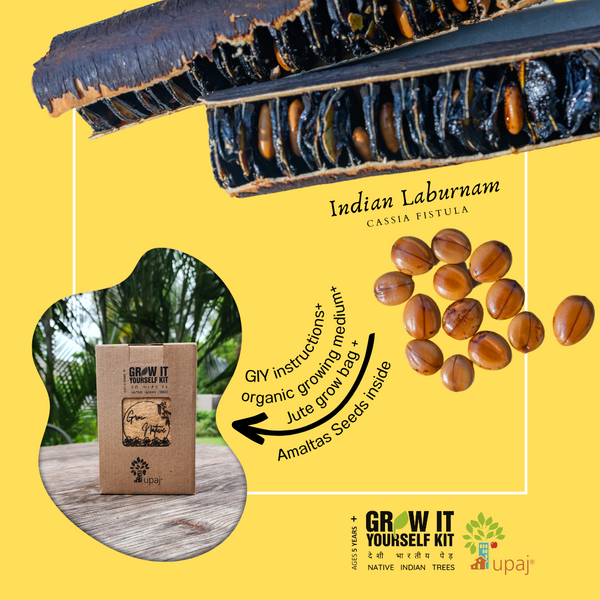 GIY Native Trees – Upaj Farm - Grow It Yourself Kits